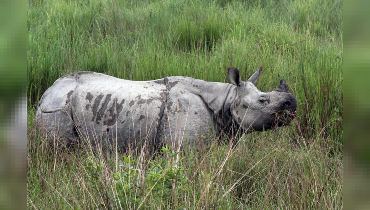 Collateral Damage The Effects Of Poaching On Local Coronavirus