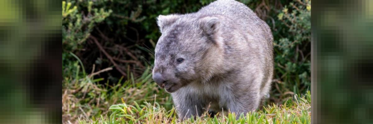 Wombat Pose